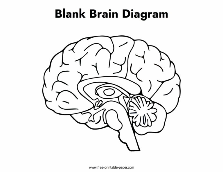 Printable Blank Brain Diagram - Easy Printable Templates